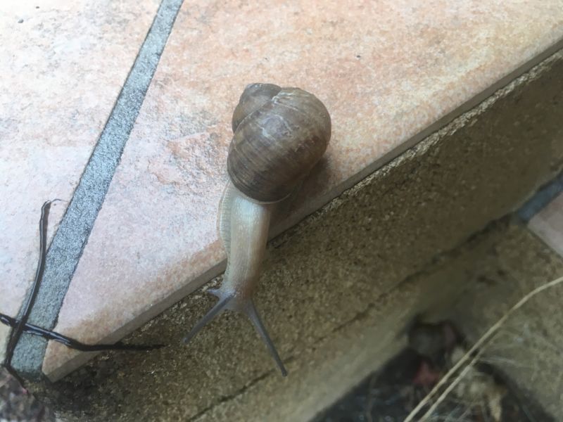 Snail and Tortoise | Scott Treks