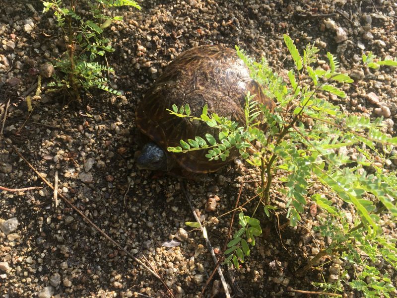 Snail and Tortoise | Scott Treks