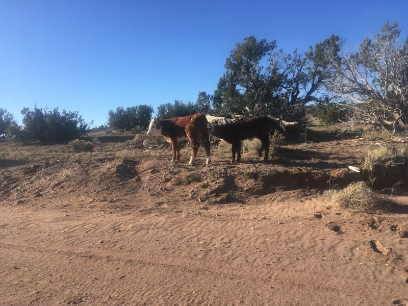 Arizona Cows | Scott Treks