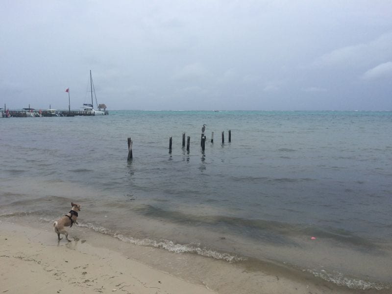Dogs and Birds-Belize | Scott Treks