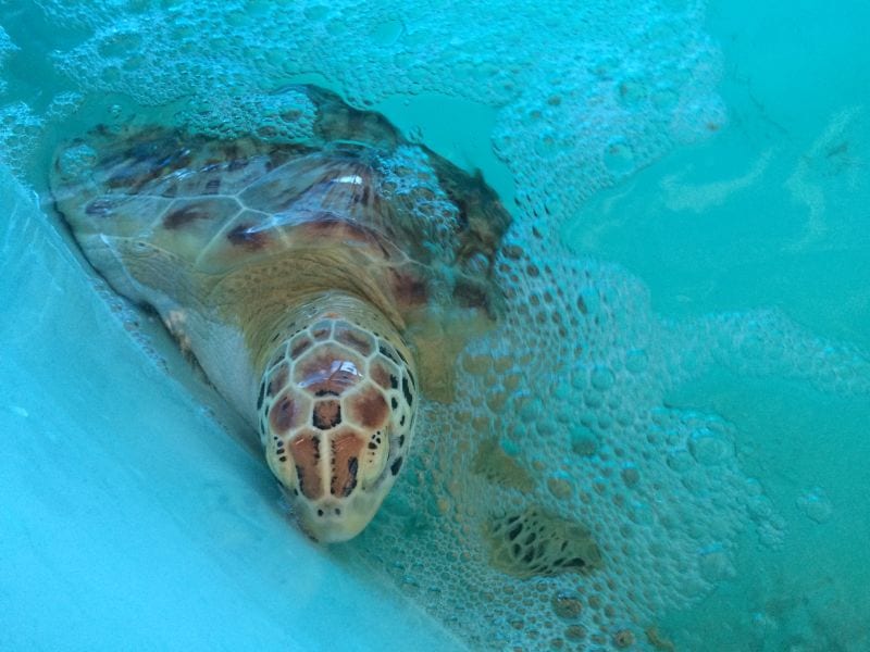 Sea Turtle Rescue Center | Scott Treks
